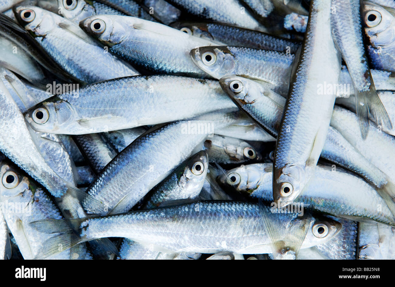 Fishing Industri High Resolution Stock Photography and Images - Alamy