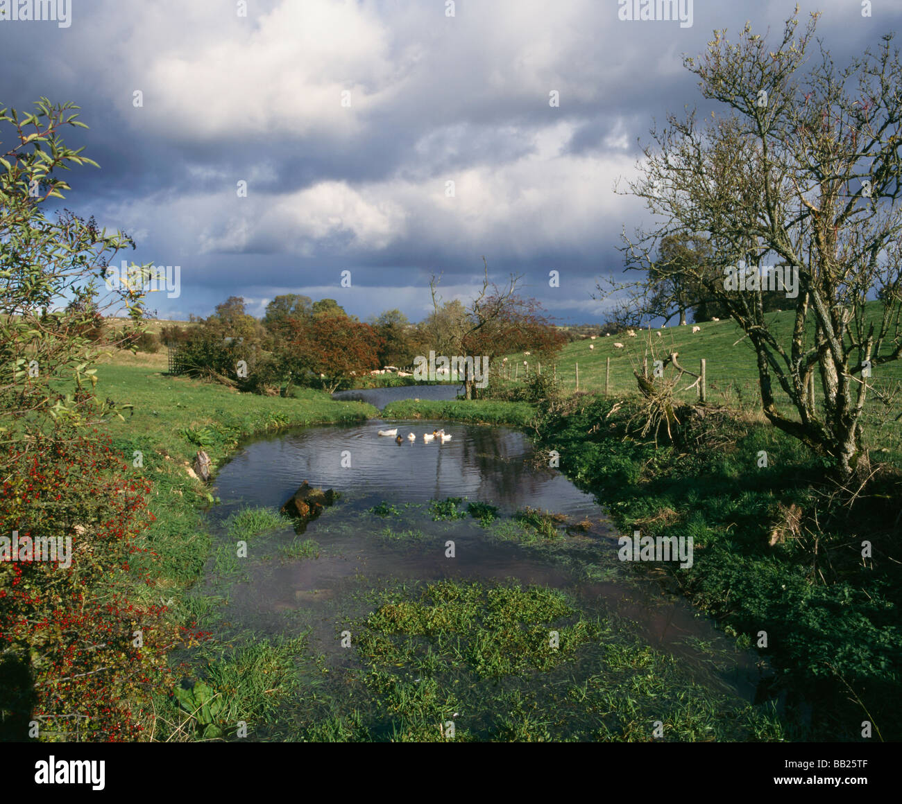 British pond hi-res stock photography and images - Alamy