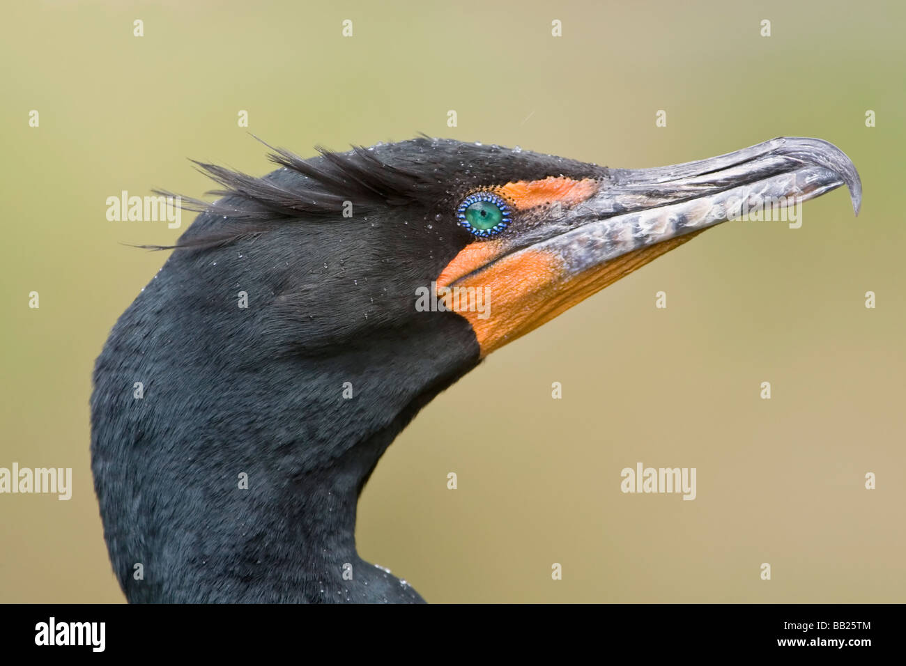 Close up cormorant head hi-res stock photography and images - Alamy