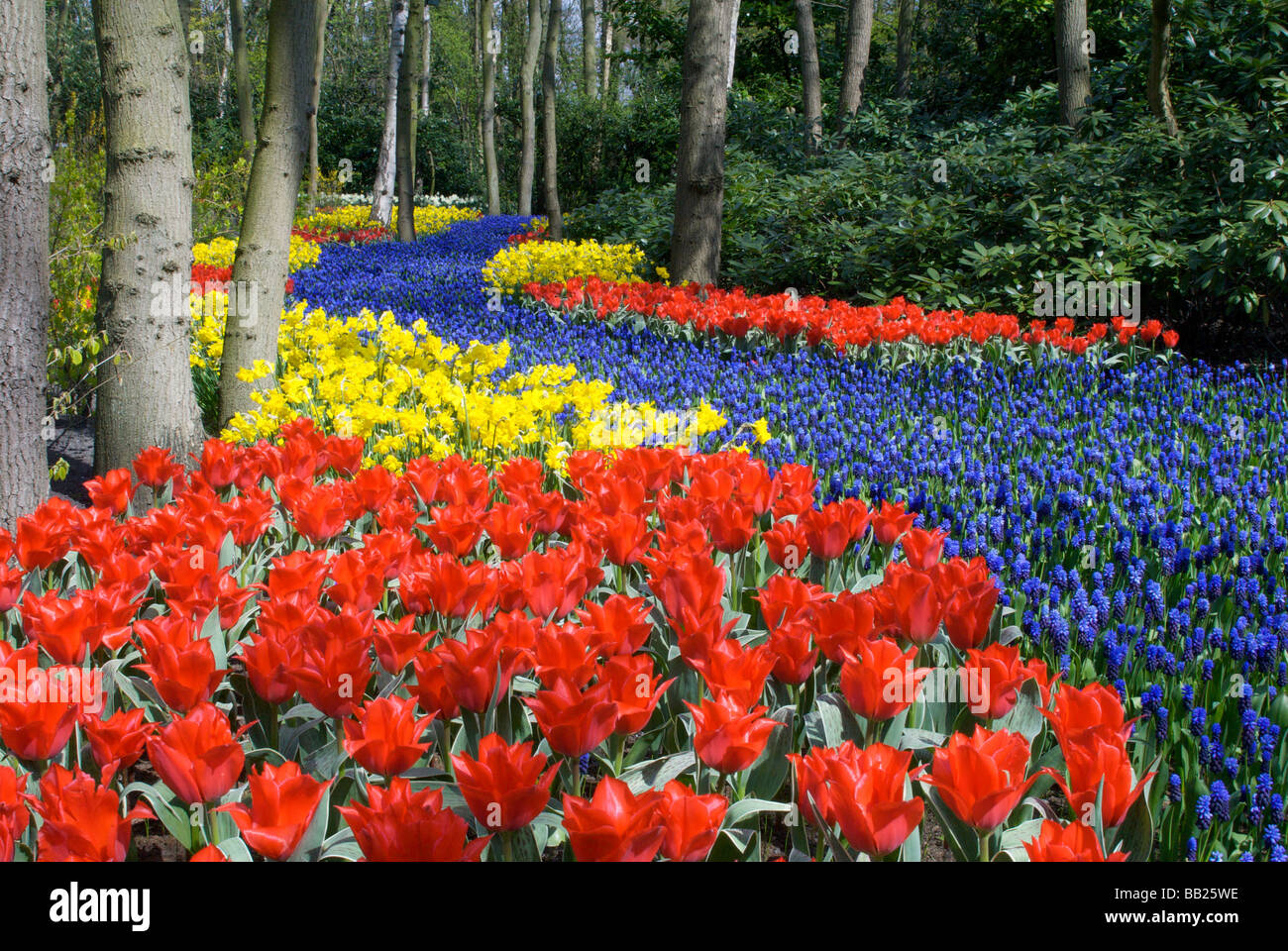 Europe, Netherlands, Holland, Lisse, Keukenhof Gardens Stock Photo - Alamy