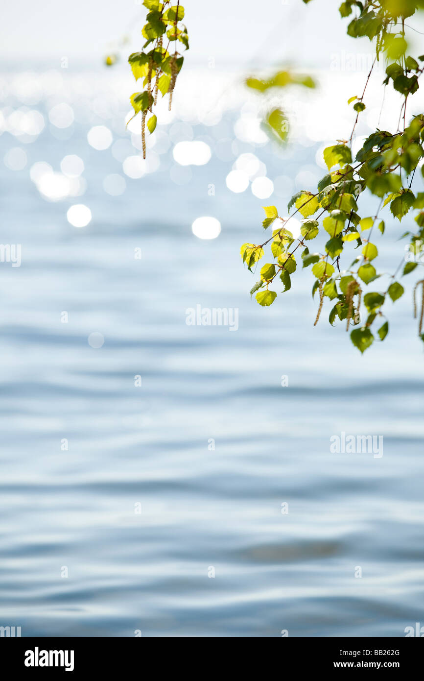 Treebranches hanging over water Stock Photo - Alamy