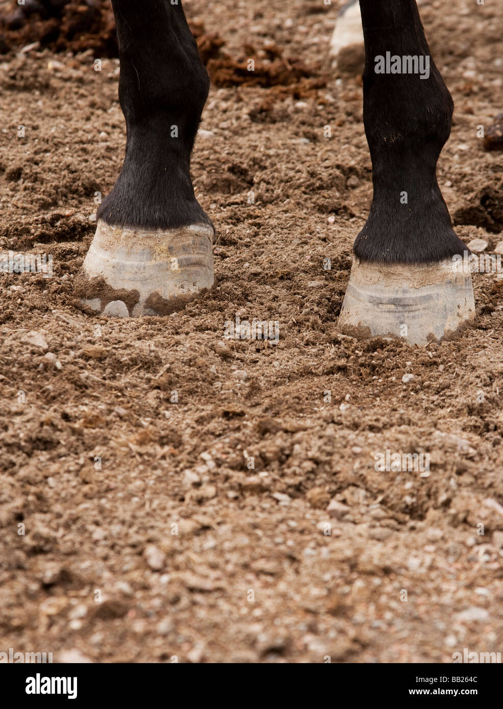 Horse legs hi-res stock photography and images - Alamy