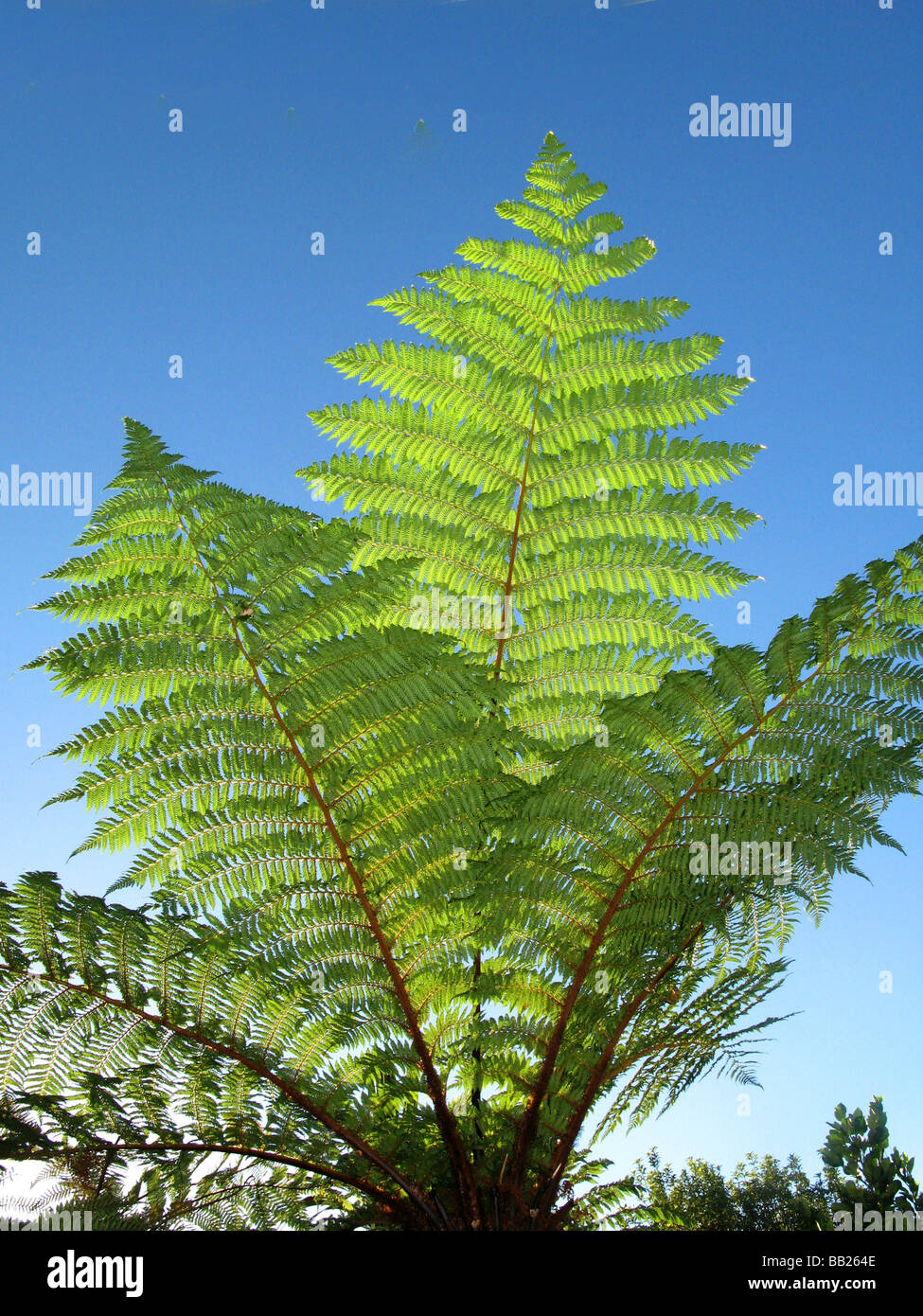 Giant ferns hi-res stock photography and images - Alamy