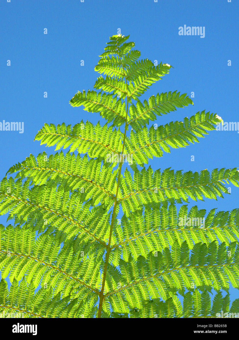 Giant ferns hi-res stock photography and images - Alamy