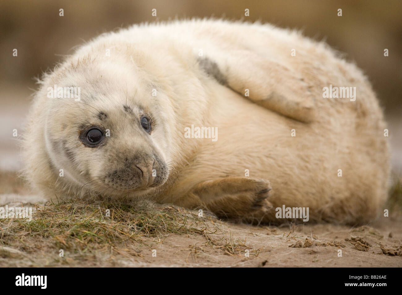 Seal cub hi-res stock photography and images - Alamy