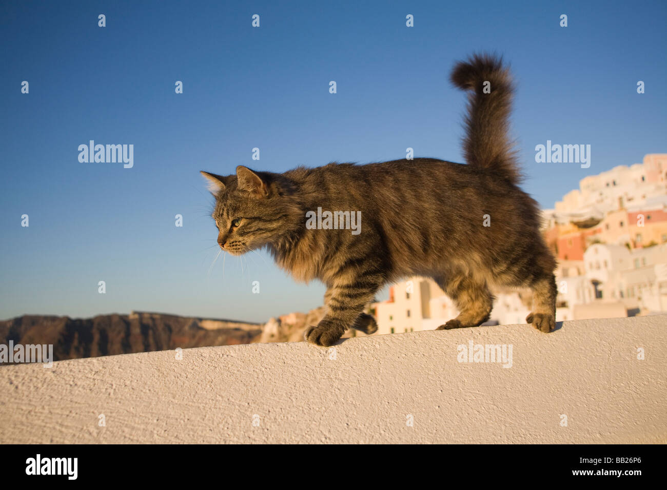 Domestic Cat (Felis silvestris, Felis catus) balancing on white wall ...
