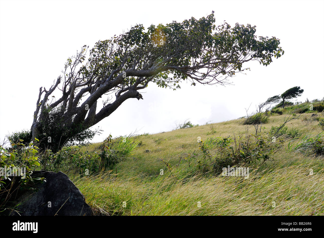 divi divi tree Stock Photo - Alamy