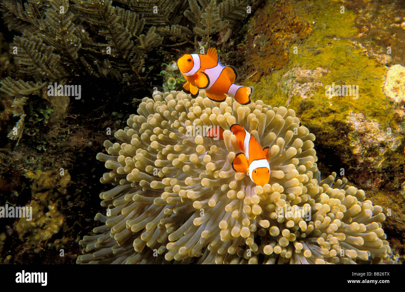 Australia, Great Barrier Reef. Anemonefish, or clown fish, swim over ...