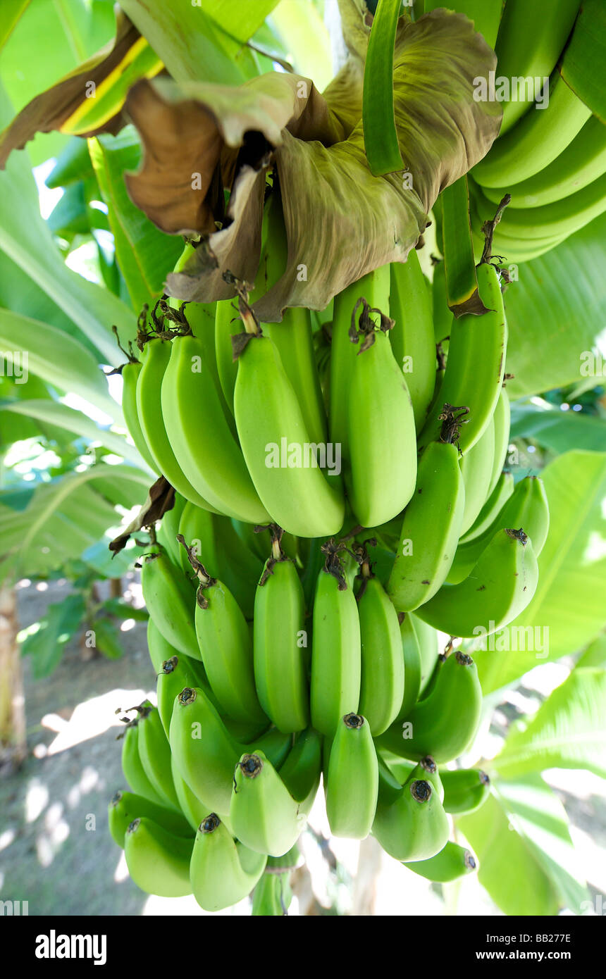 Banana tree caribbean hi-res stock photography and images - Alamy