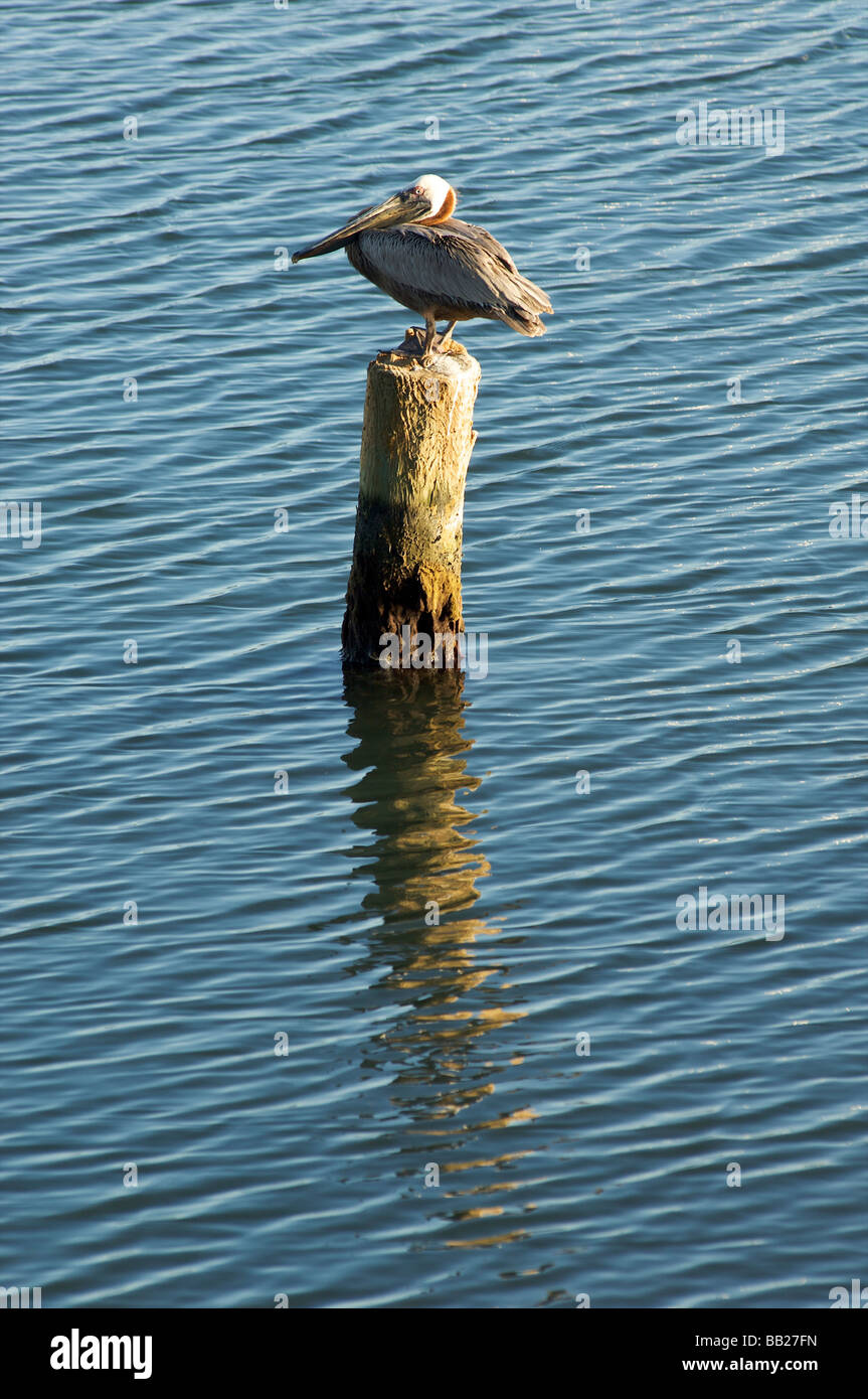Sint Maarten pelican in Oyster Bay Stock Photo - Alamy