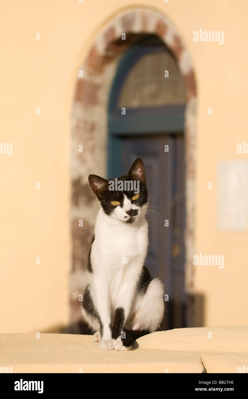 Arched cat hi-res stock photography and images - Alamy