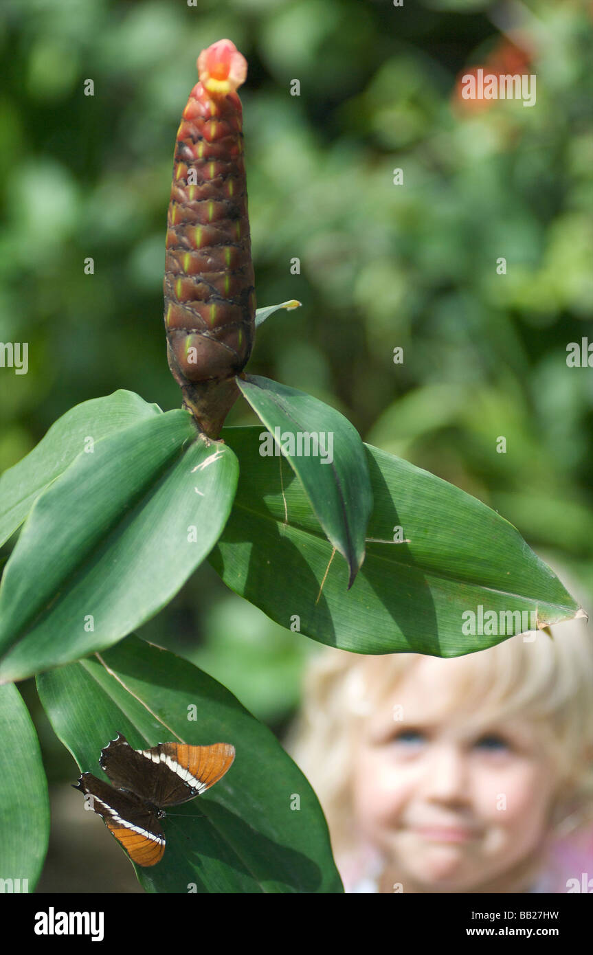 Butterfly Farm Stock Photos & Butterfly Farm Stock Images - Alamy