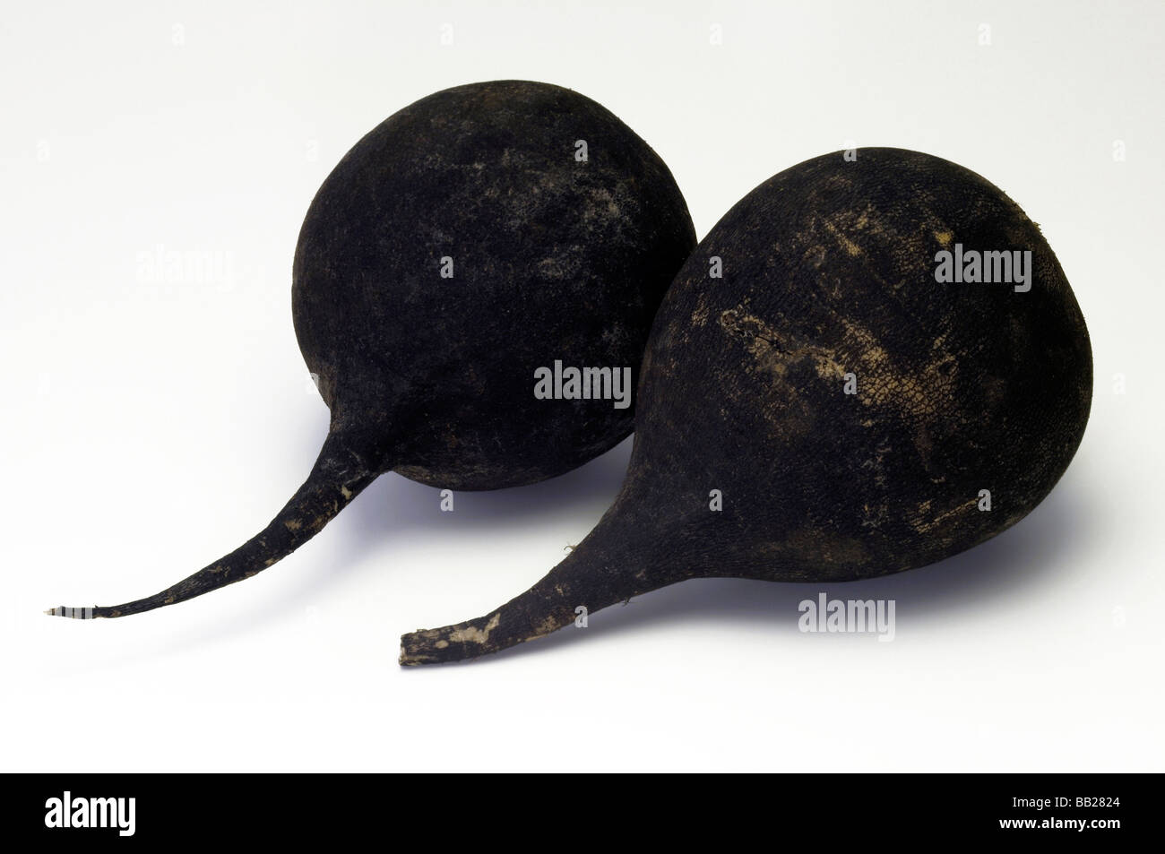 Black Winter Radish (Raphanus sativus), studio picture Stock Photo - Alamy