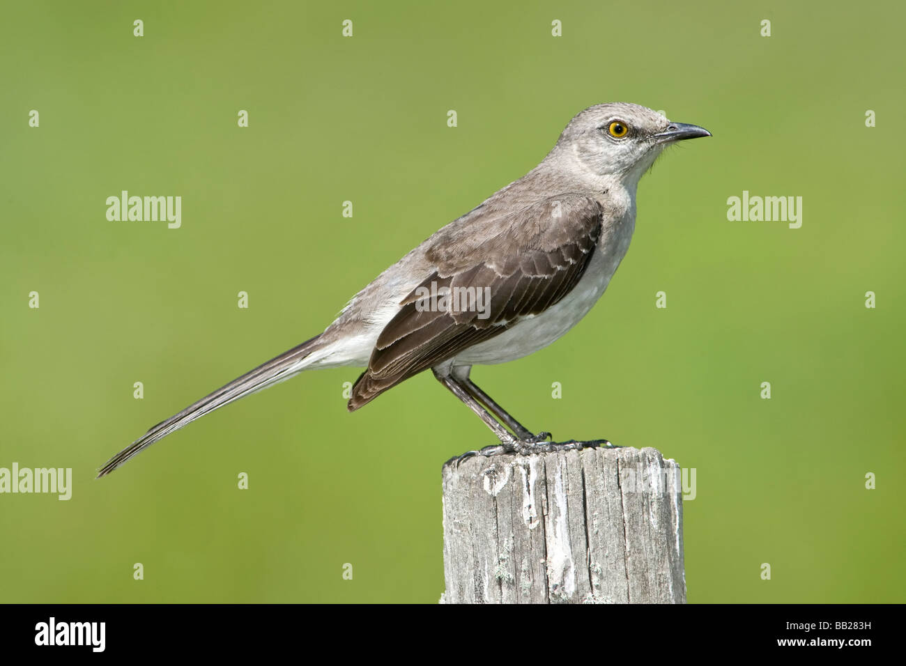 Mockingbird hi-res stock photography and images - Alamy