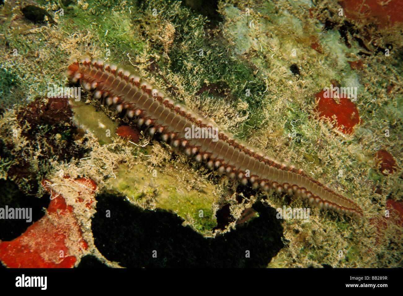 Caribbean worm hi-res stock photography and images - Alamy