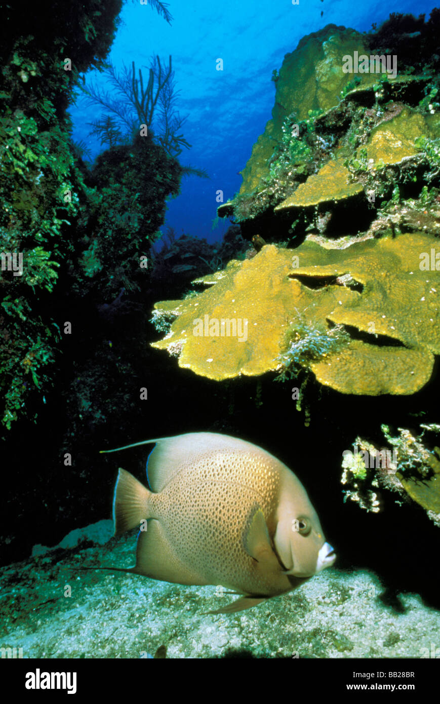 Angel fish caribbean hi-res stock photography and images - Alamy