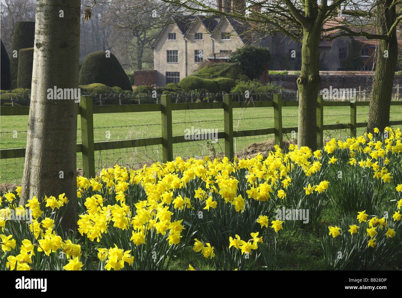 Yellow daffodil wild flowers growing wild in the countryside Stock ...
