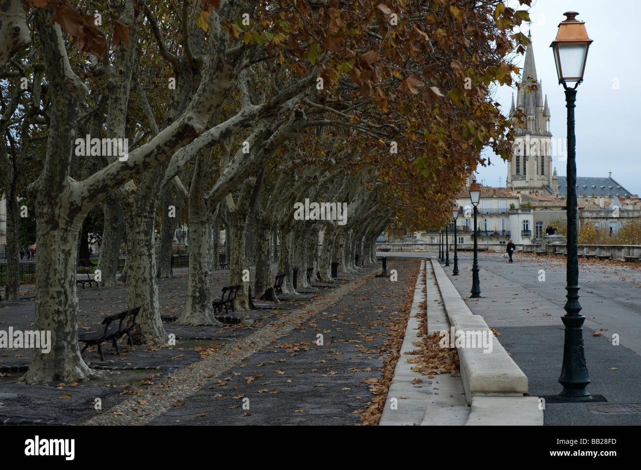 An avenue of Plane trees in winter in the French city of Montpellier ...