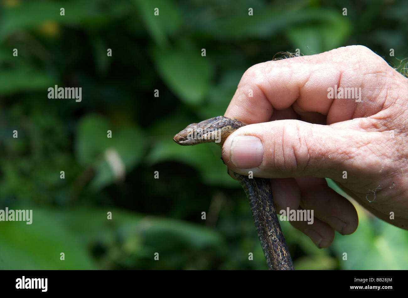 Saba harmless snake on Mount Scenery Stock Photo - Alamy