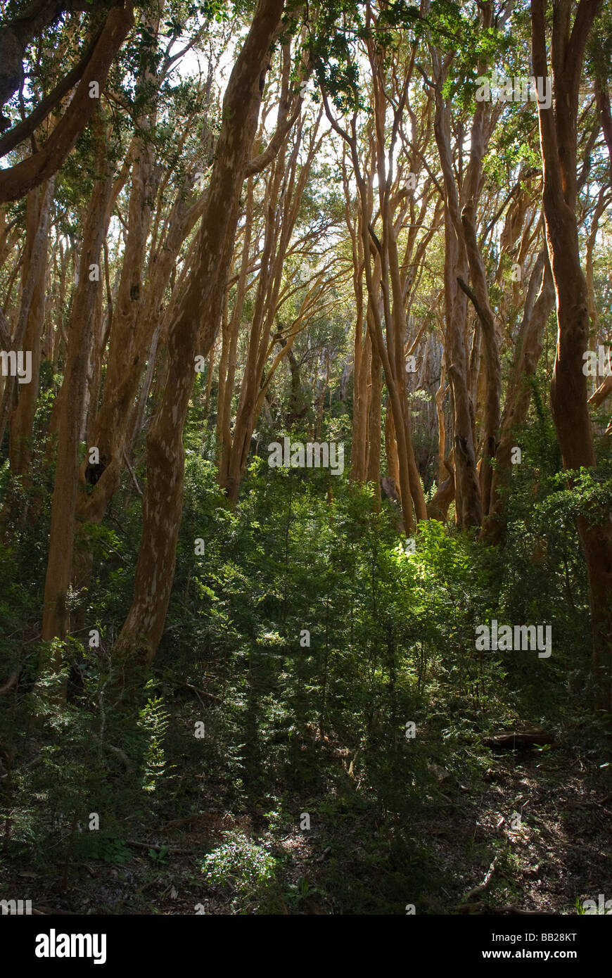 Argentina; Patagonia. Forest of arrayan trees on the Arrayanes ...