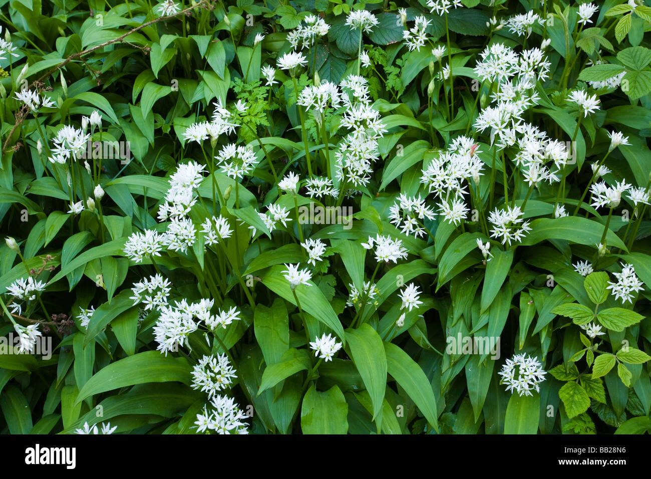 Wild garlic in the woods hi-res stock photography and images - Alamy