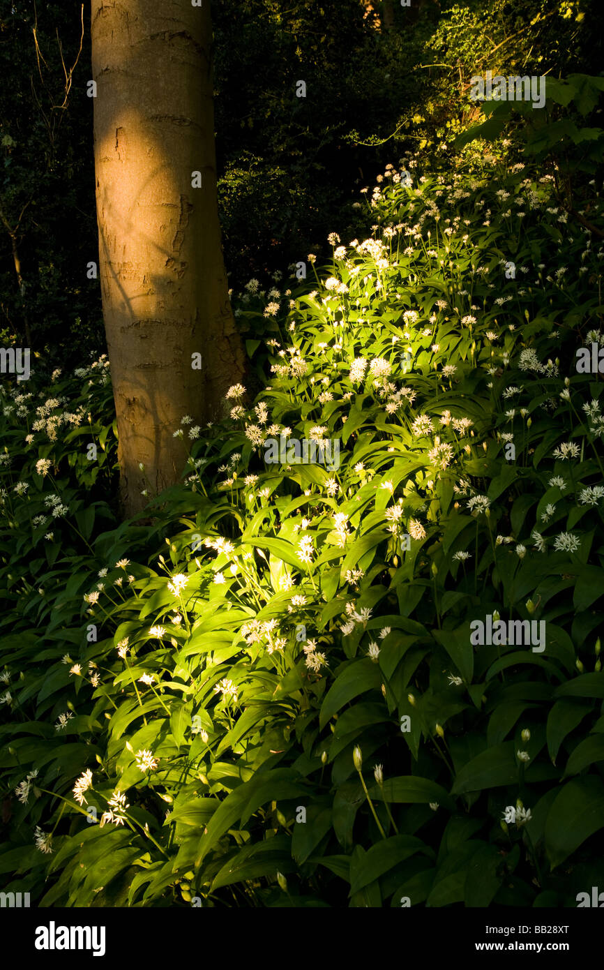Wild Garlic in Newton Woods North Yorkshire England Stock Photo - Alamy
