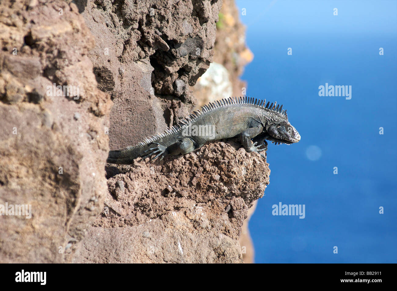 Saba a lizard on the cliffs Stock Photo - Alamy