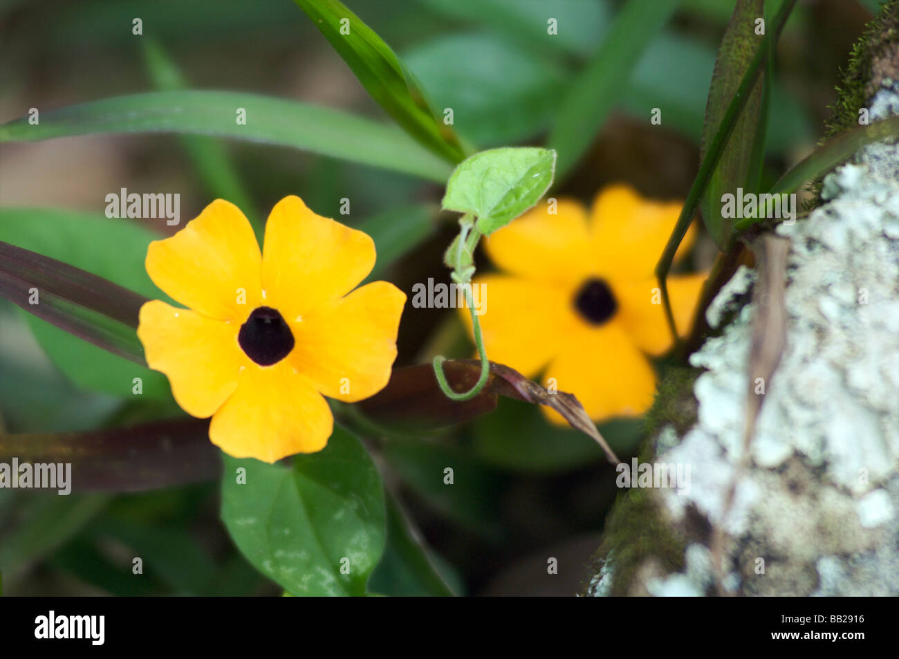 Saba island hi-res stock photography and images - Alamy