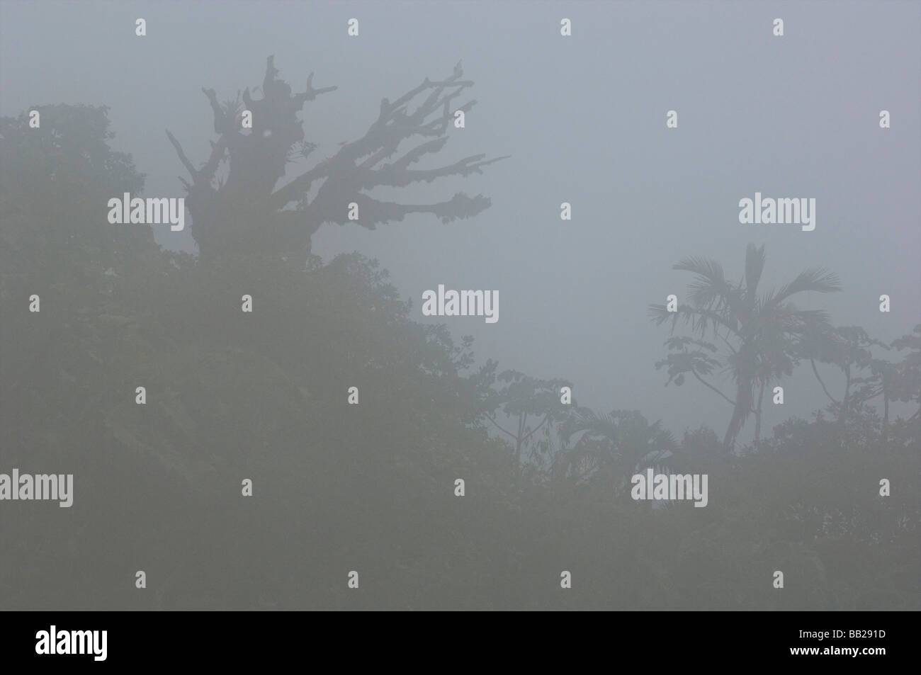 Mount Scenery Saba High Resolution Stock Photography and Images - Alamy