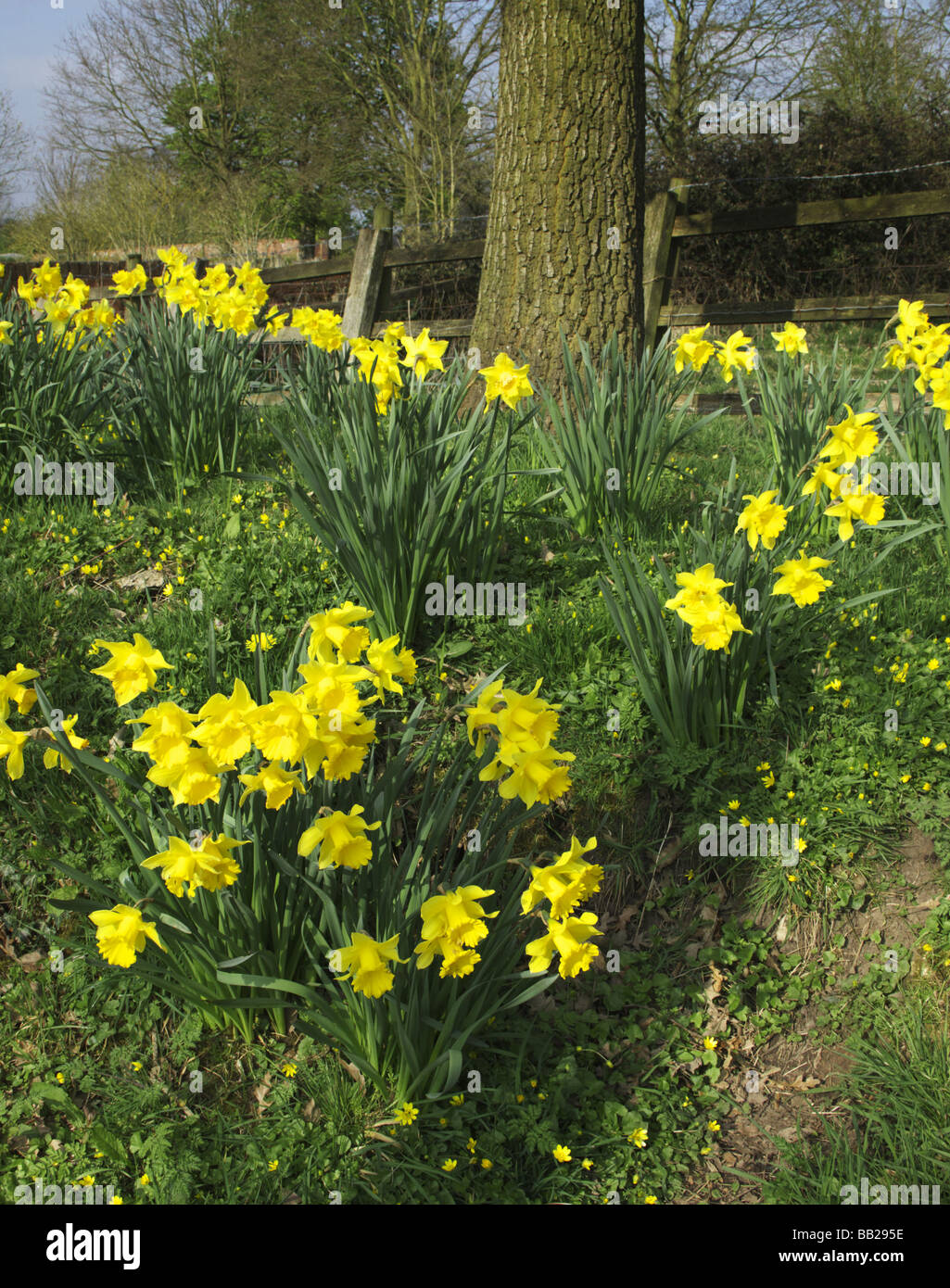 Yellow daffodil wild flowers growing wild in the countryside Stock ...