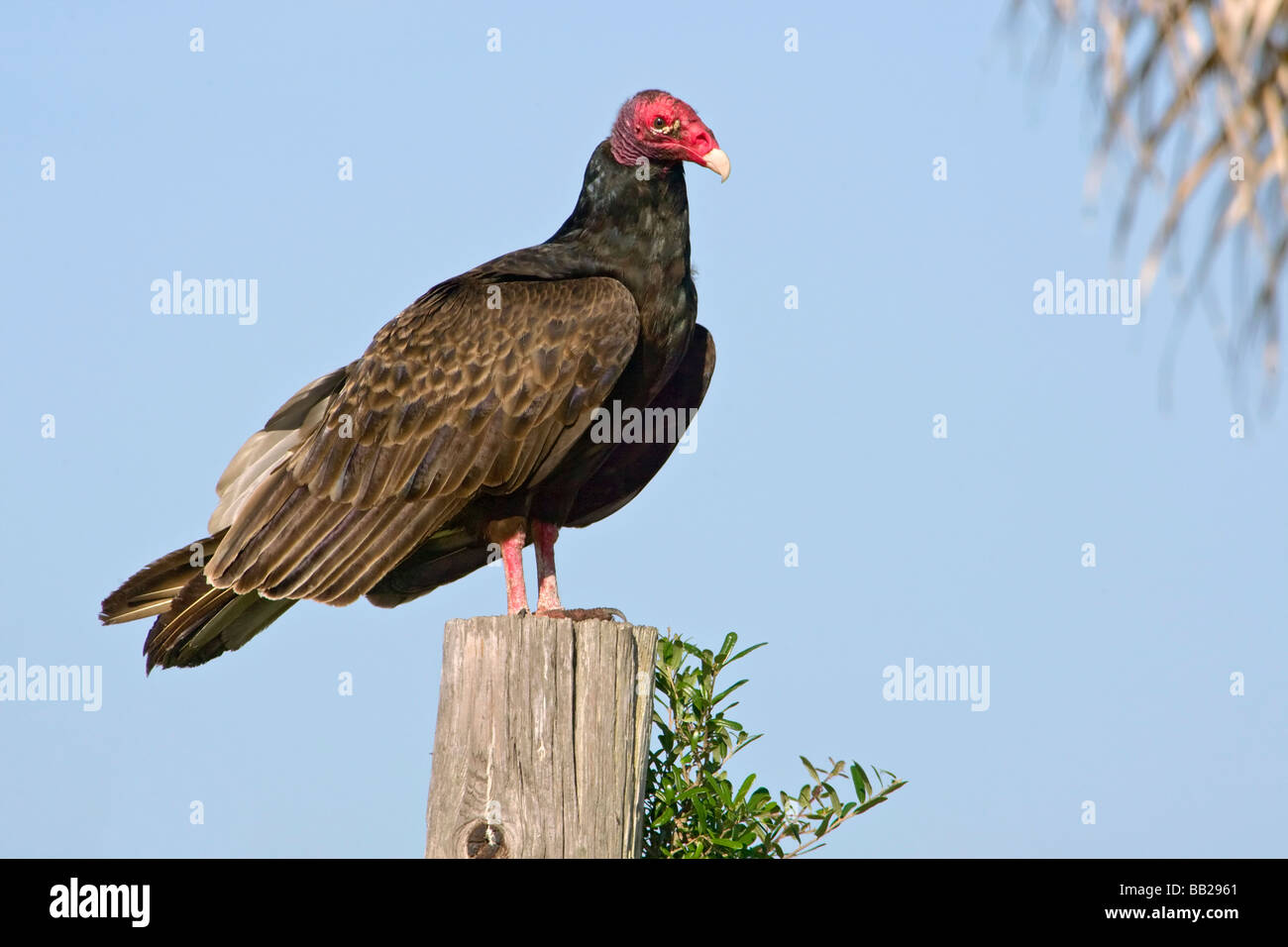 An adult breeding plumage Turkey Vulture Stock Photo - Alamy