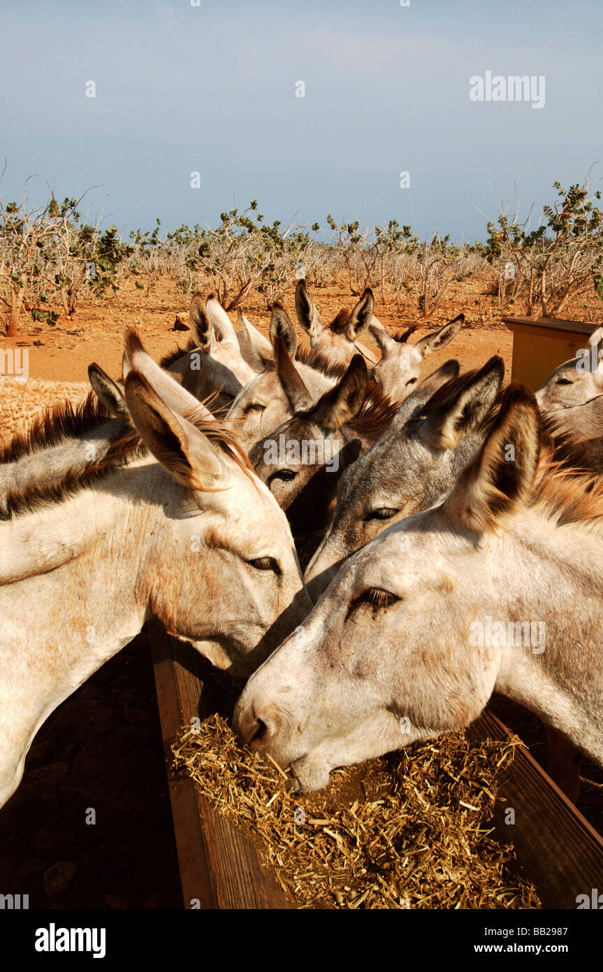 Netherlands Antilles Bonaire the donkey sanctuary Stock Photo - Alamy