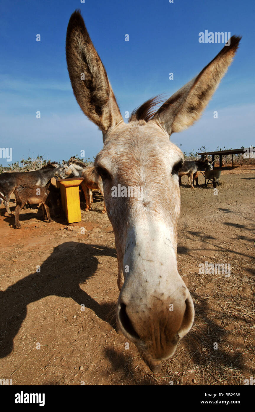 Netherlands Antilles Bonaire the donkey sanctuary Stock Photo - Alamy