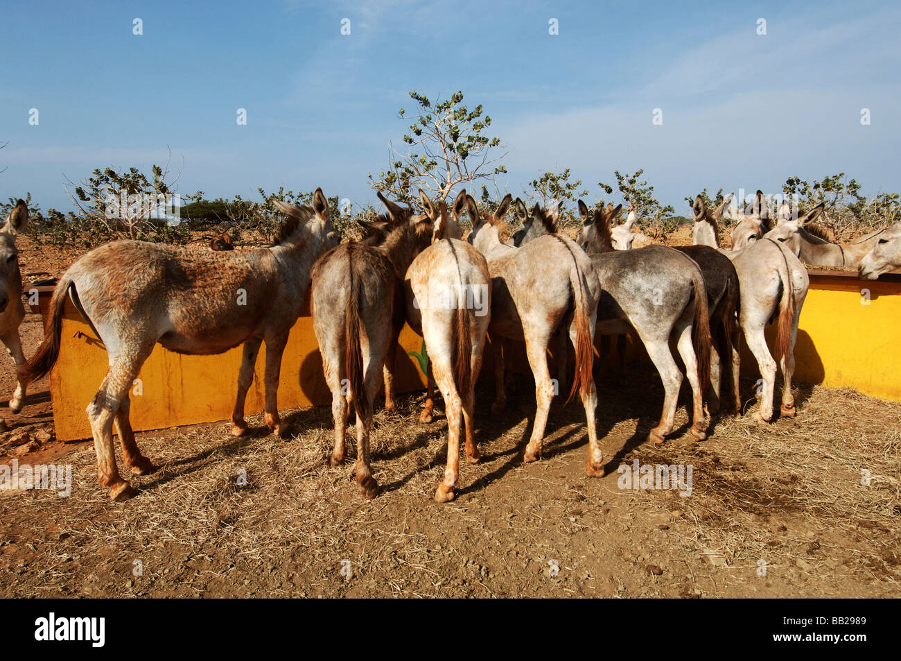 Netherlands Antilles Bonaire the donkey sanctuary Stock Photo - Alamy
