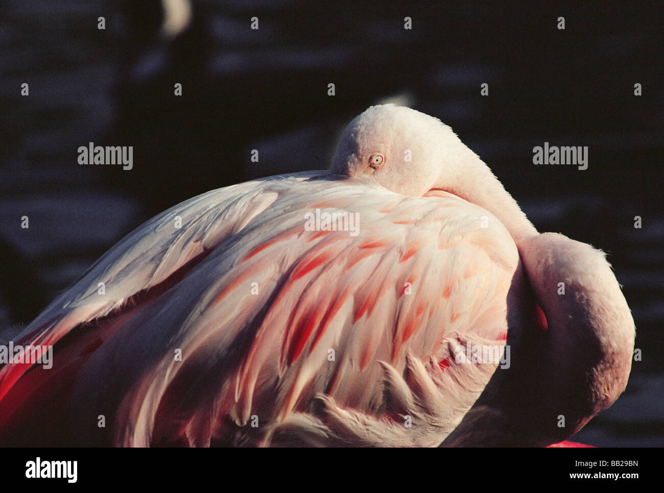 Sleeping, Pink Flamingo Stock Photo - Alamy