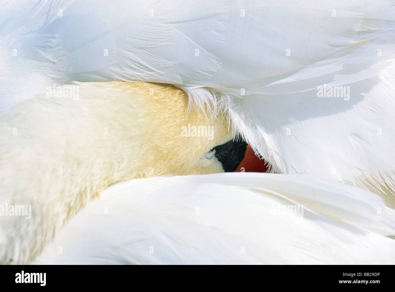 Cygnus olor sleeping hi-res stock photography and images - Alamy