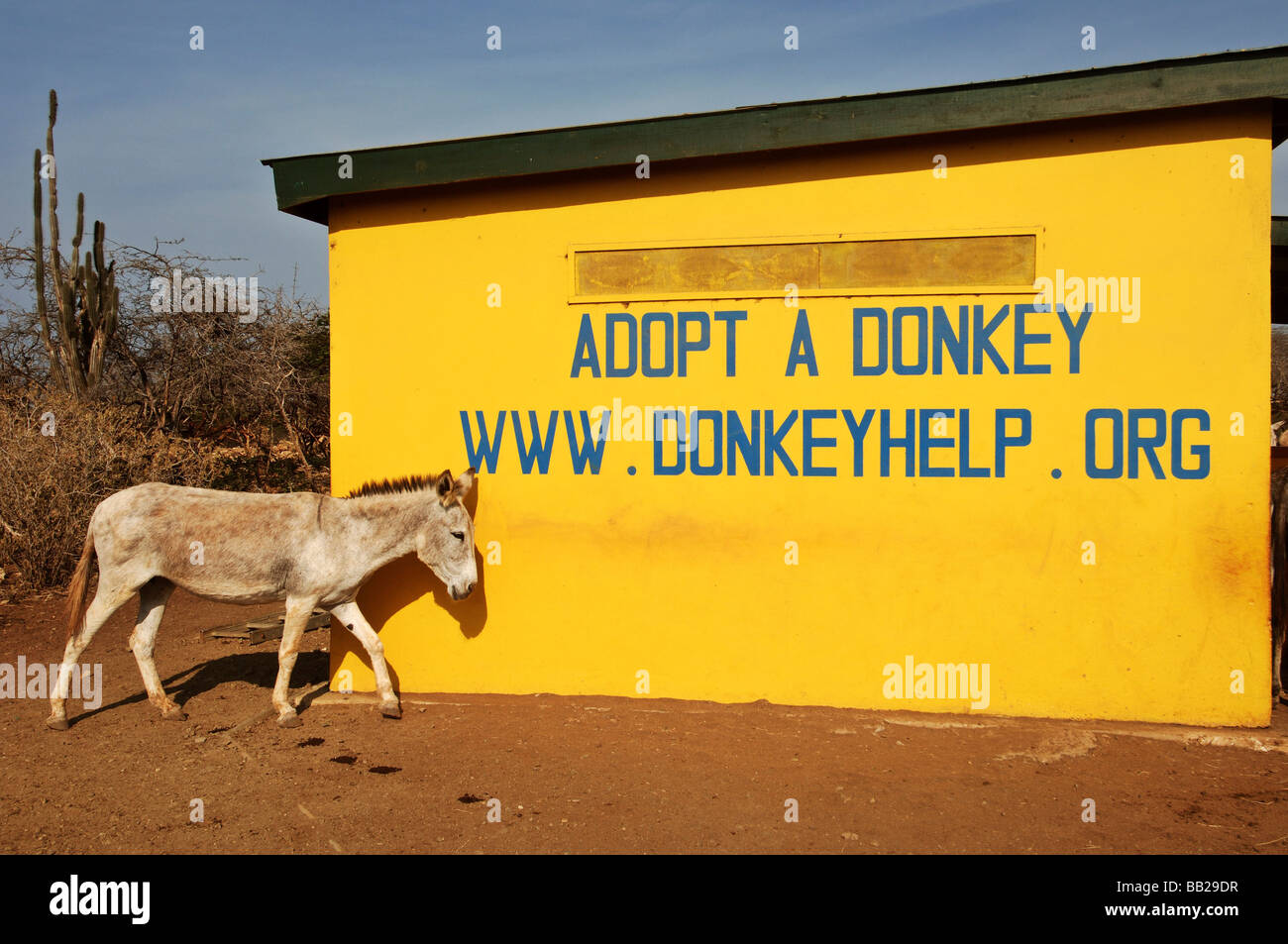 Netherlands Antilles Bonaire the donkey sanctuary home for stray ...