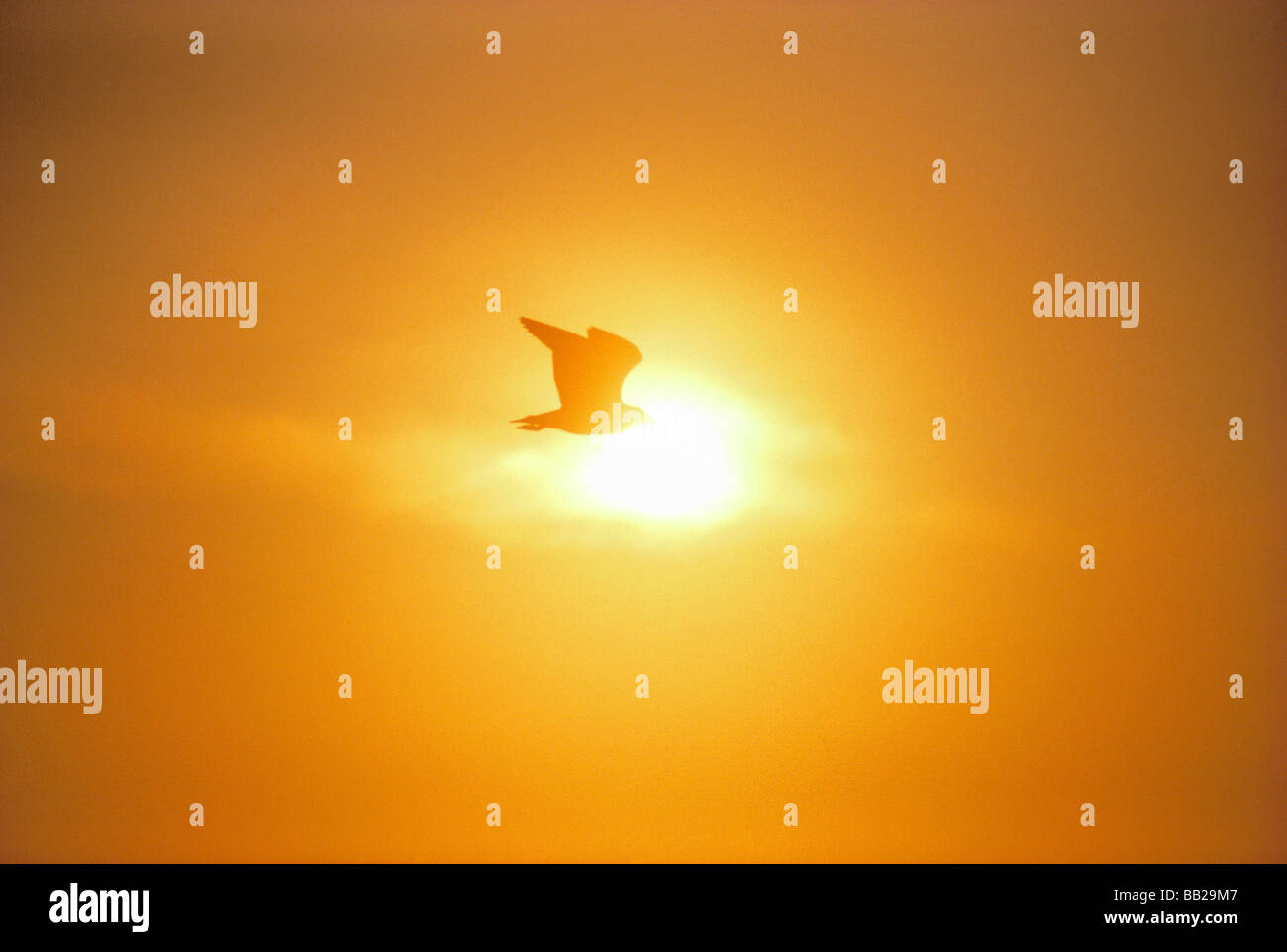 Flying across the sun hi-res stock photography and images - Alamy