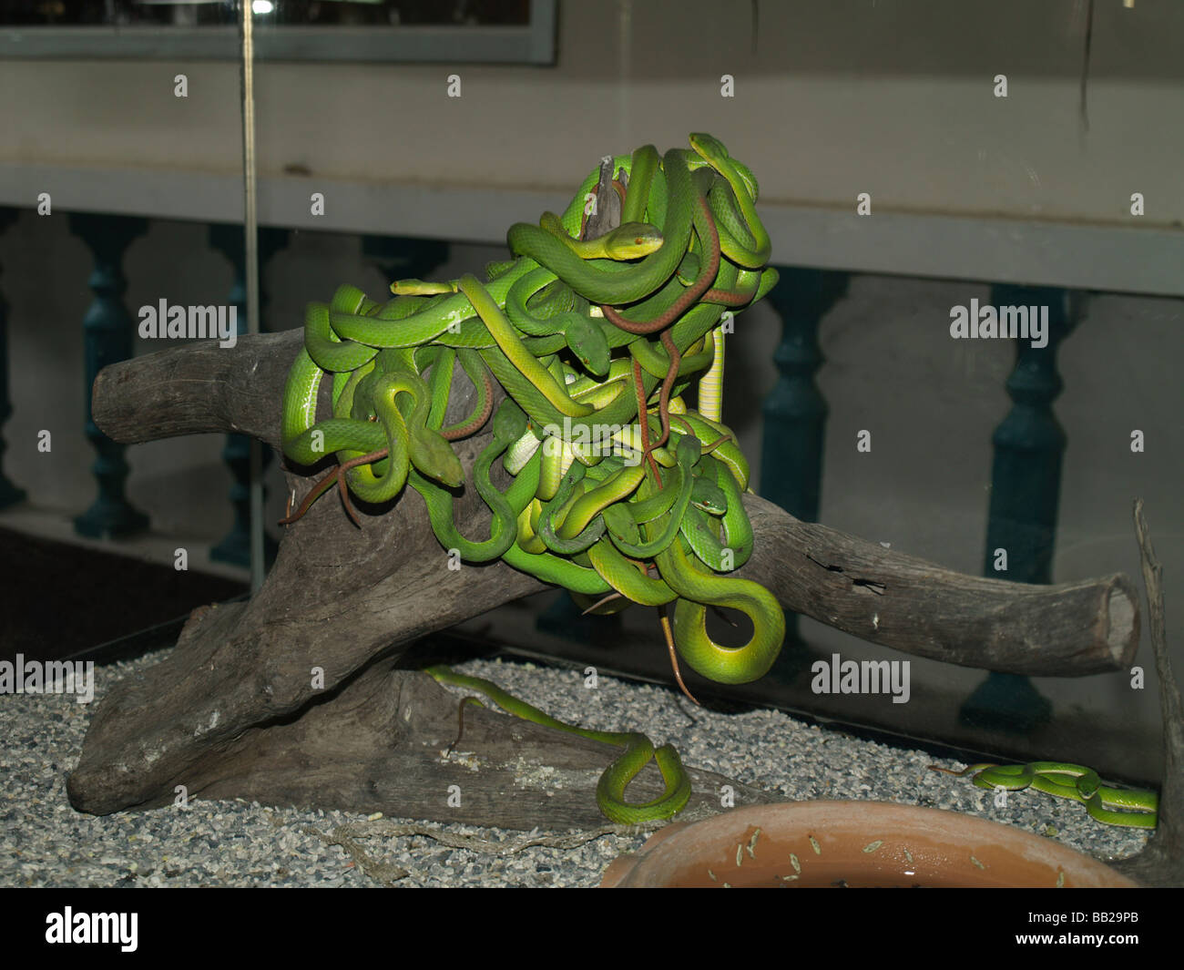 Serpentarium hi-res stock photography and images - Alamy