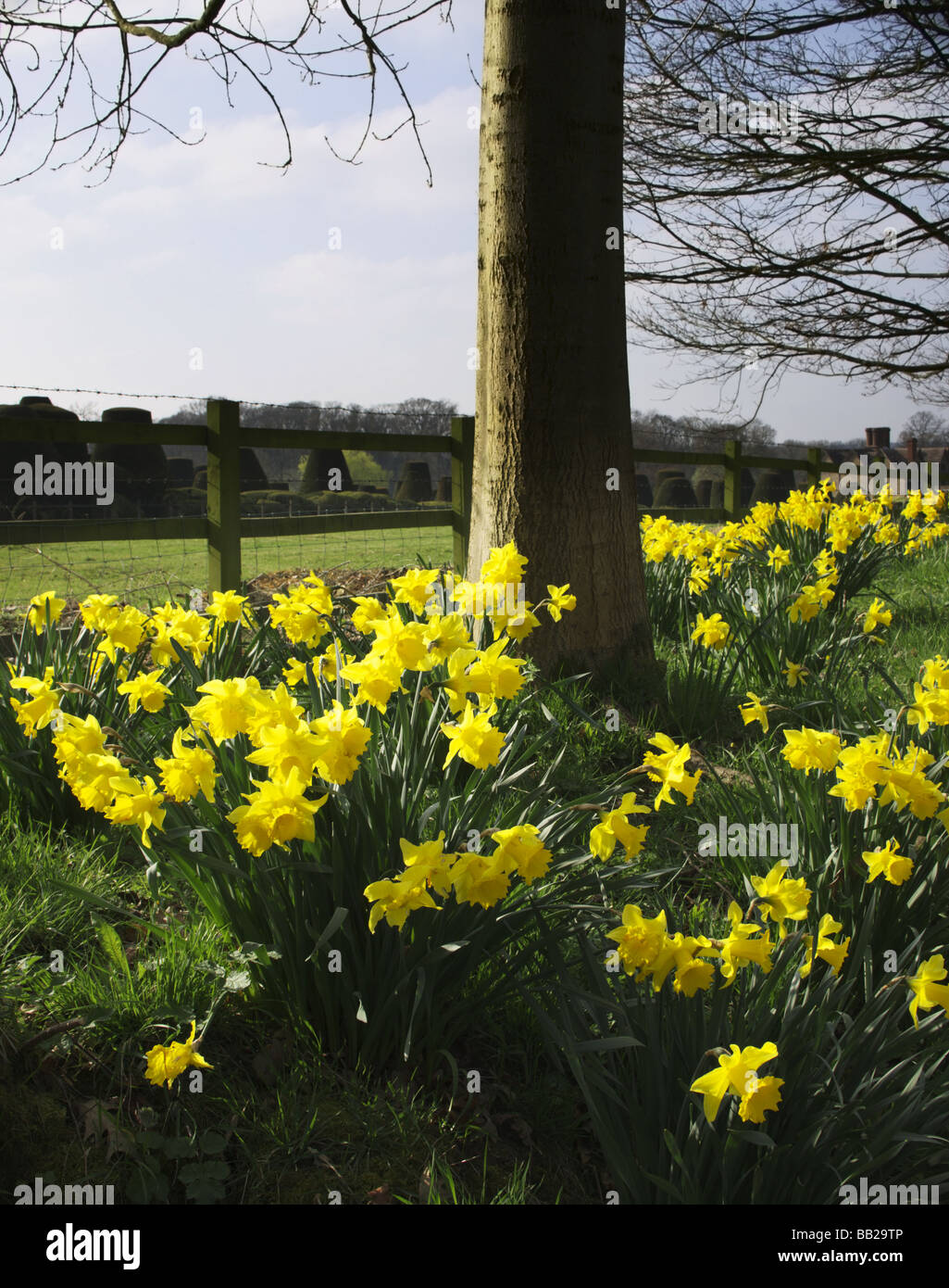 Yellow daffodil wild flowers growing wild in the countryside Stock ...