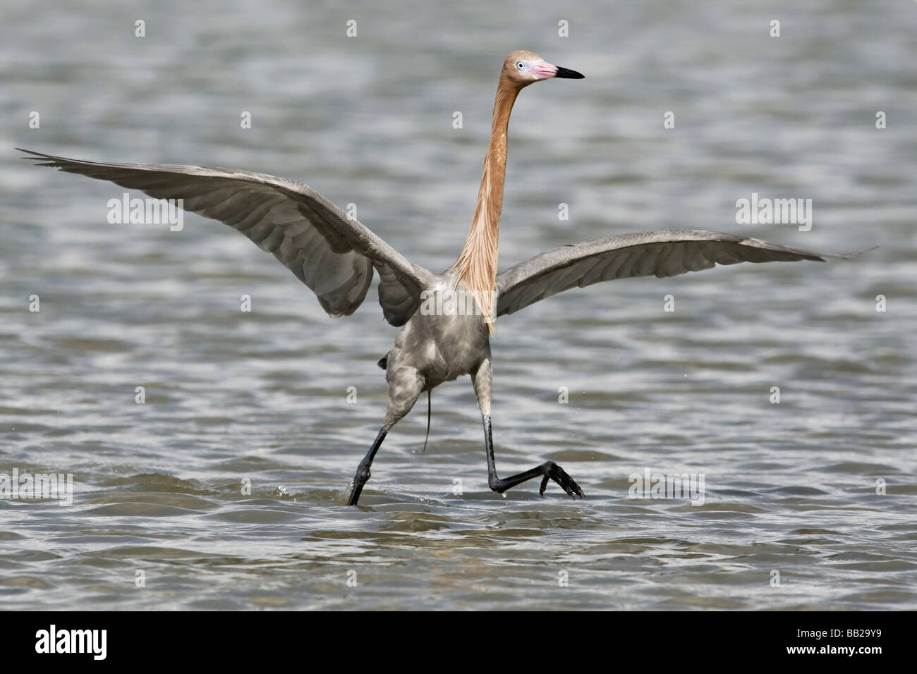 Reddish egret hi-res stock photography and images - Alamy