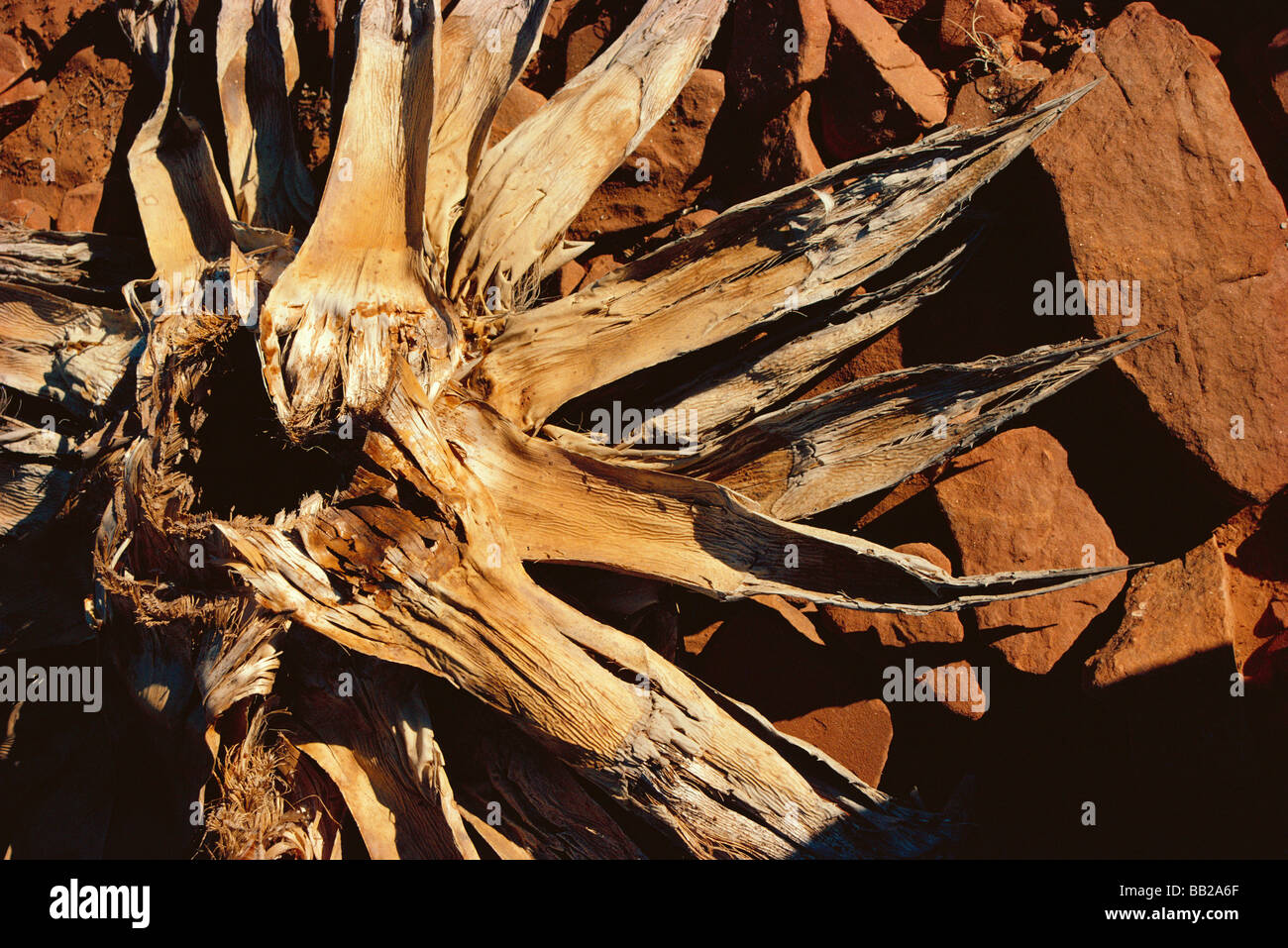 Dead agave cactus, with vibrant colours and texture Stock Photo - Alamy