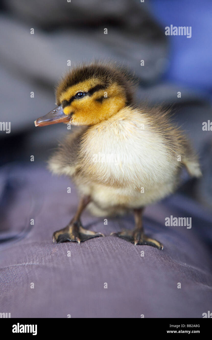 Duckling hi-res stock photography and images - Alamy