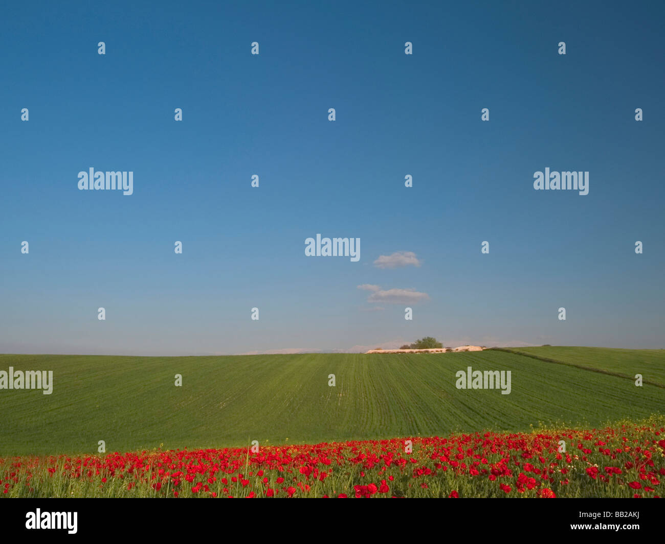 Poppy Field with Sierra Nevada Backdrop Stock Photo - Alamy