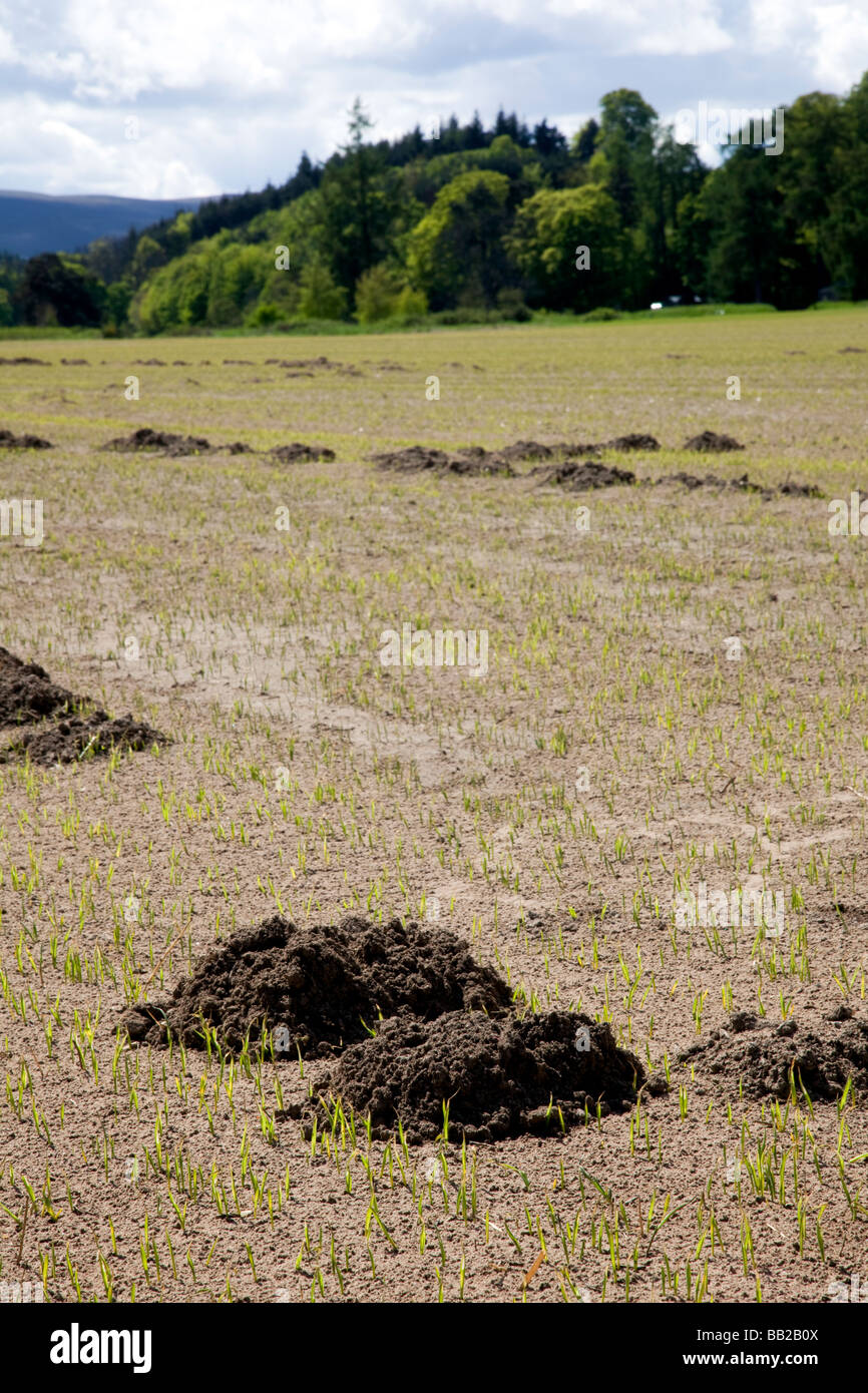 Mole hill molehills tunnel hi-res stock photography and images - Alamy