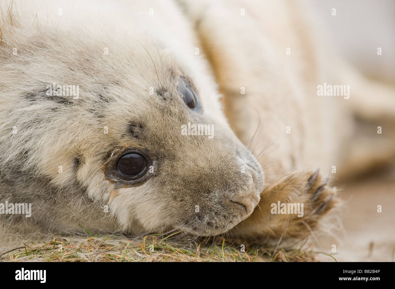 Seal cub hi-res stock photography and images - Alamy