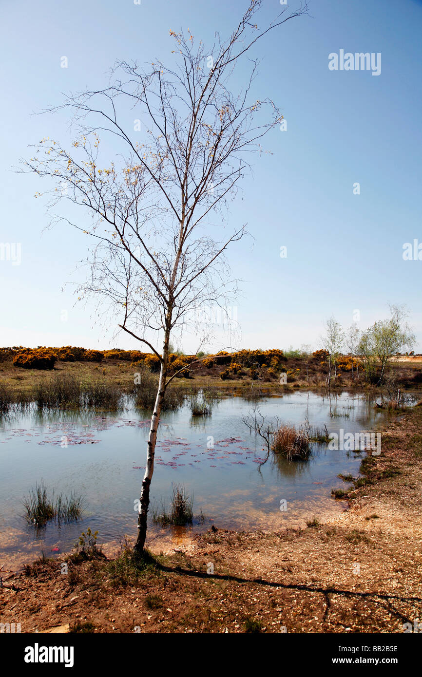 Lone tree and typical forest pool on the open heathland of the New ...