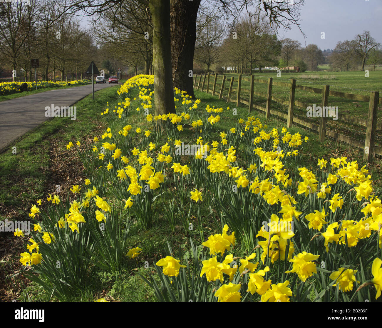 Yellow daffodil wild flowers growing wild in the countryside Stock ...
