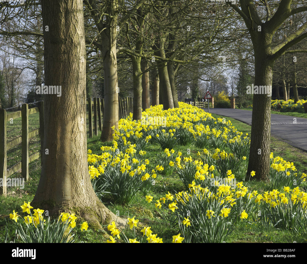 Yellow daffodil wild flowers growing wild in the countryside Stock ...