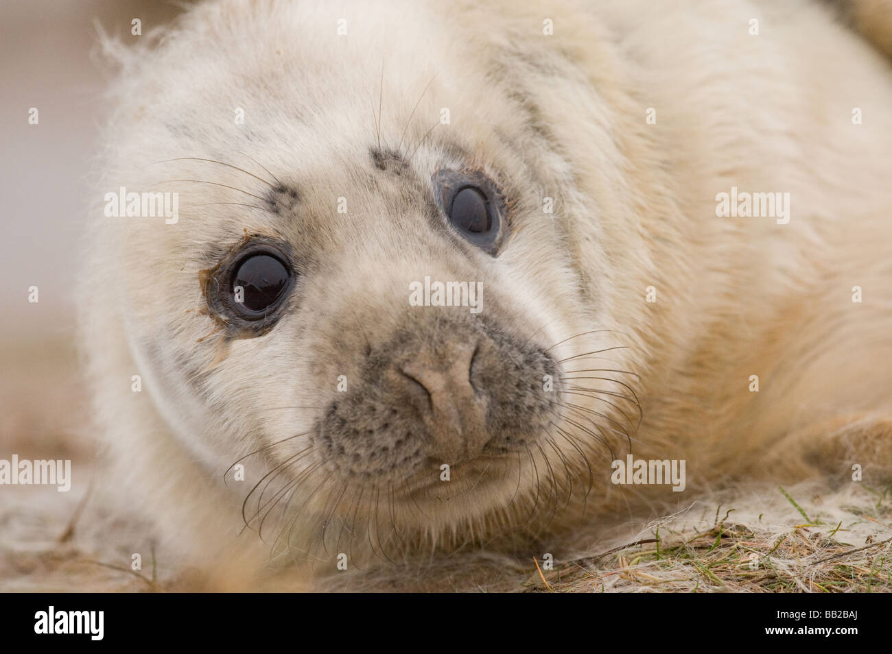 Seal cub hi-res stock photography and images - Alamy